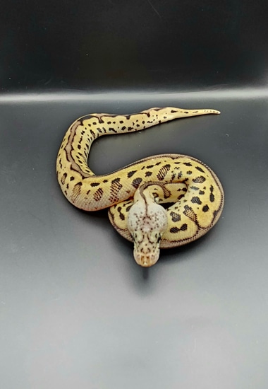 Pastel Batman Ball Python by Merging Morphs