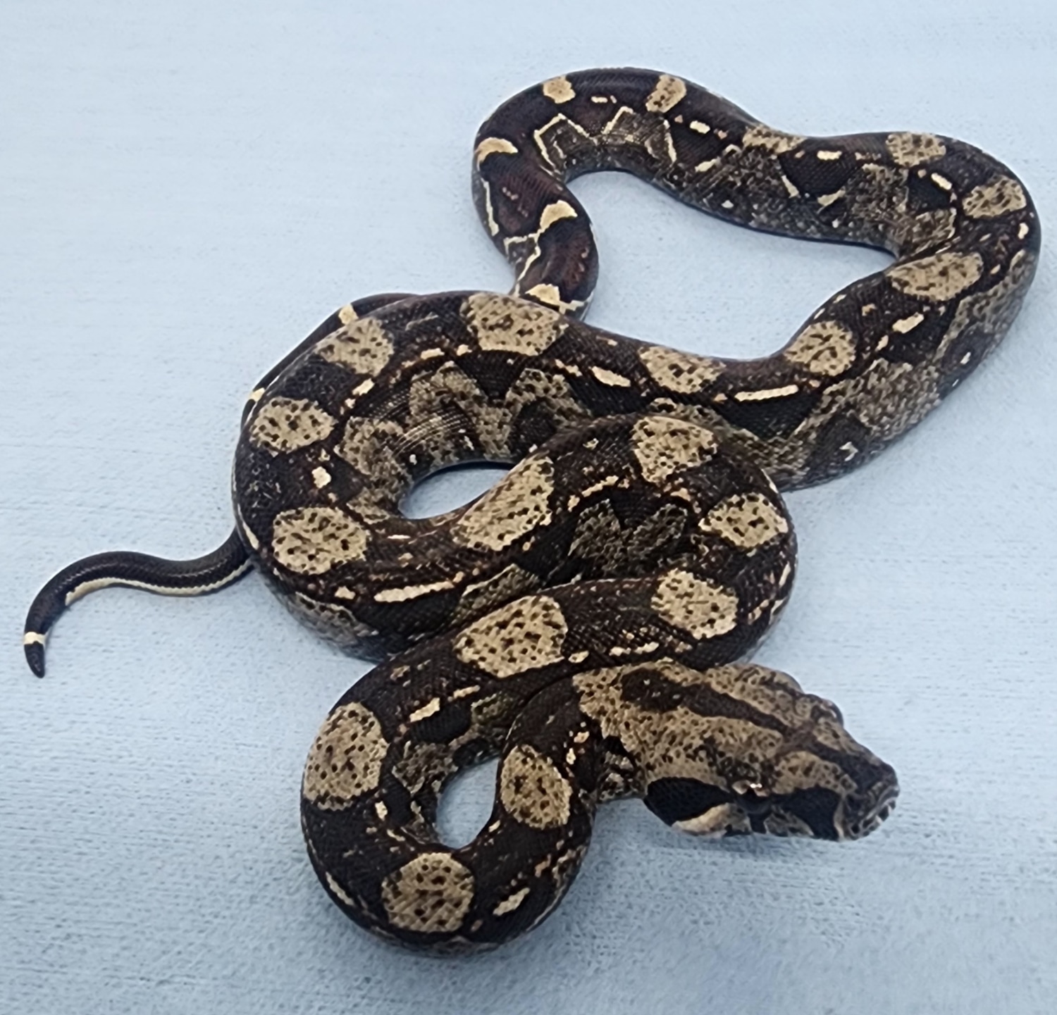 IMG Arabesque Boa Constrictor by Merican_constrictors - MorphMarket
