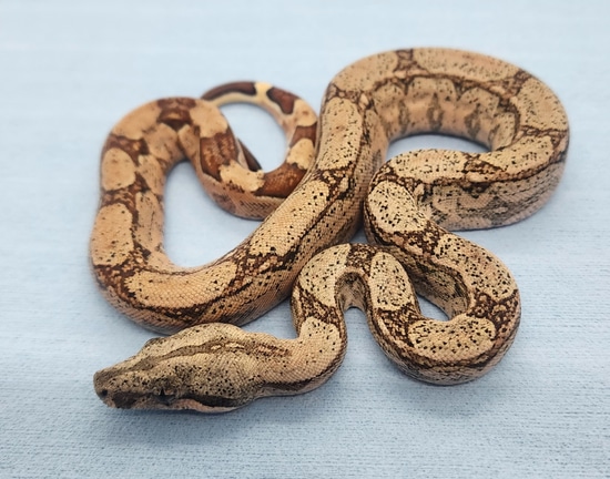 Arabesque Boa Constrictor by Merican_constrictors