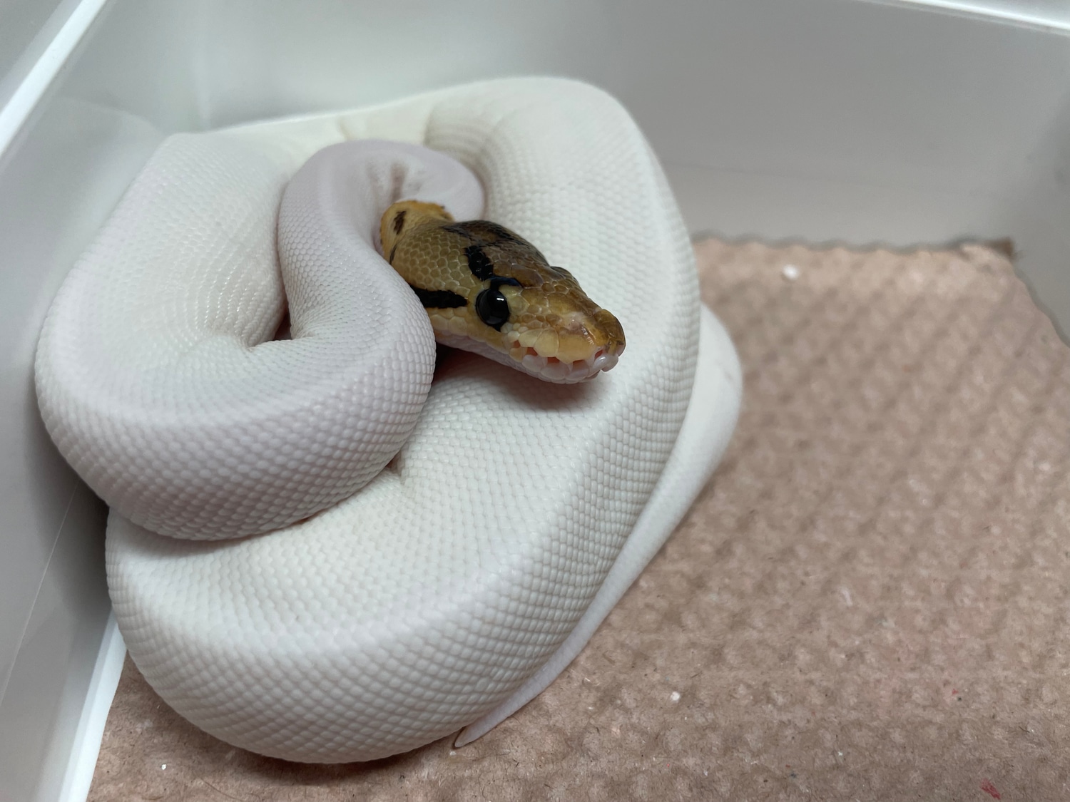 Spied Het Leopard Ball Python by Sm Snakes - MorphMarket