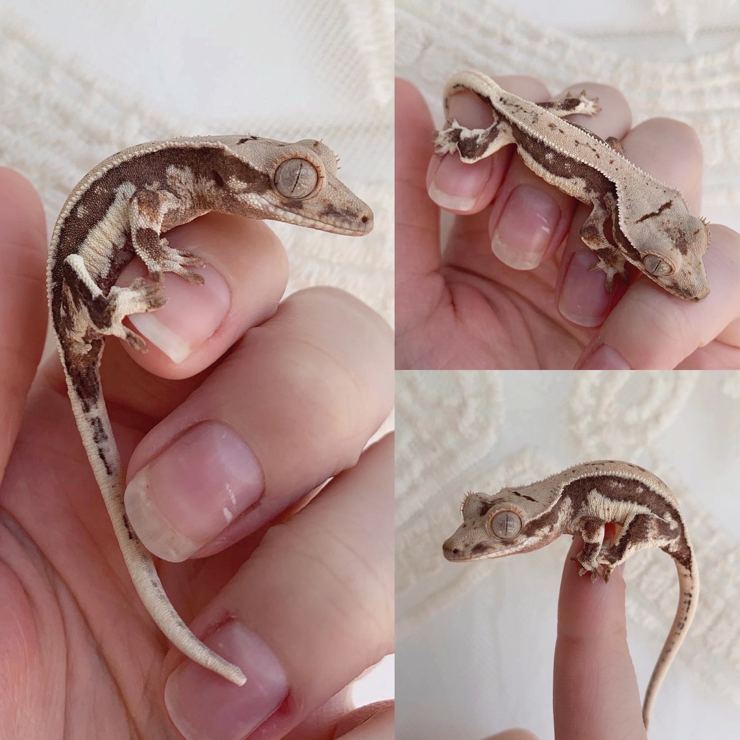 FLASH SALE! High Coverage Tricolor Lilly White Crested Gecko by Scaley ...