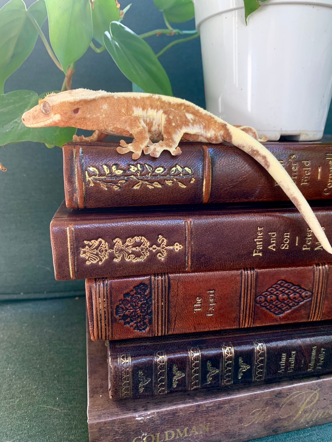 Peachy Lilly White RTB Female Crested Gecko by Scaley Things and Dragon ...