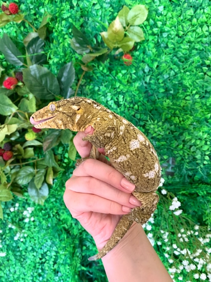 SURPRISE SALE ️‍🔥 RTB Nuu Ana Female Leachianus Gecko by Scaley Things ...