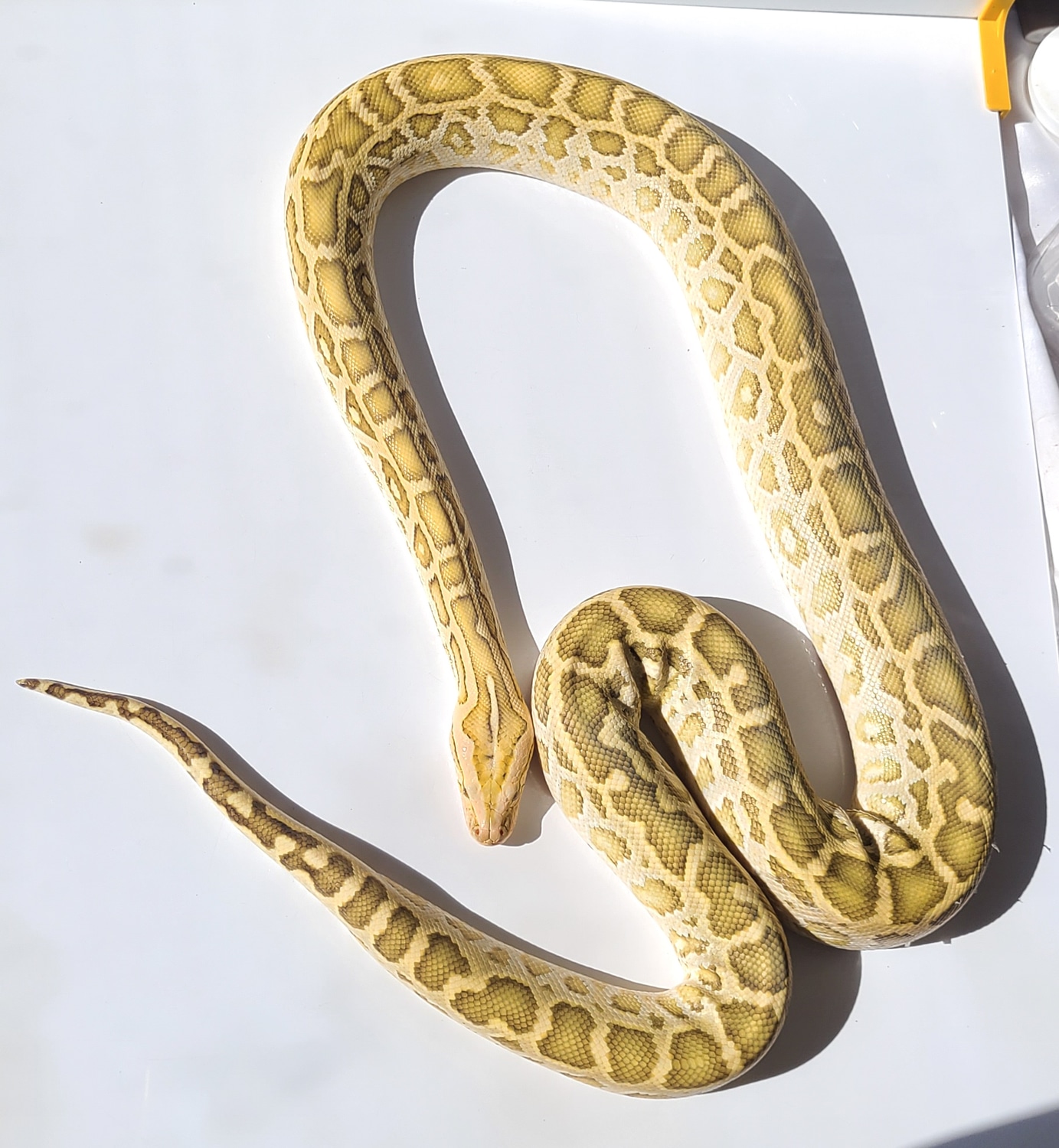 Hypo TH Female - High Blonde Burmese Python by BlondeBurms - MorphMarket