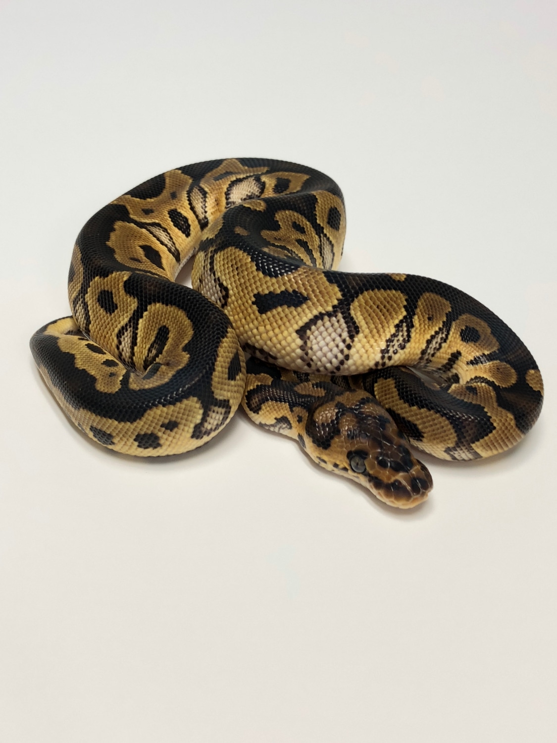 Clown Het:Axanthic Ball Python by Mershon's Morphs LLC - MorphMarket