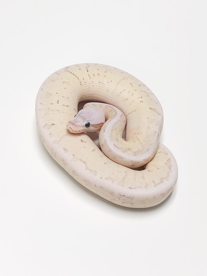 Axanthic Sherbert Fly Ball Python by Mershon's Morphs LLC