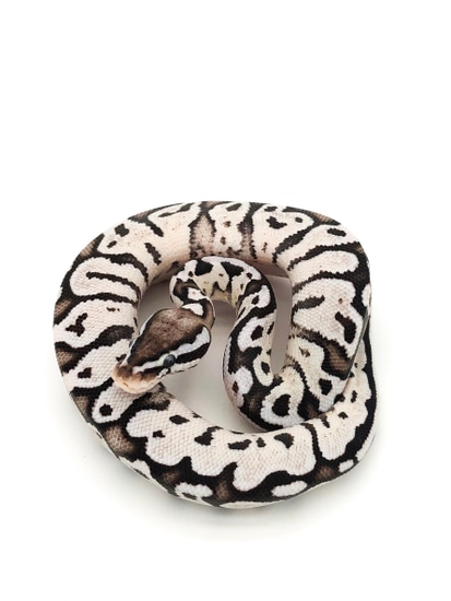 Axanthic Firefly Ball Python by Mershon's Morphs LLC