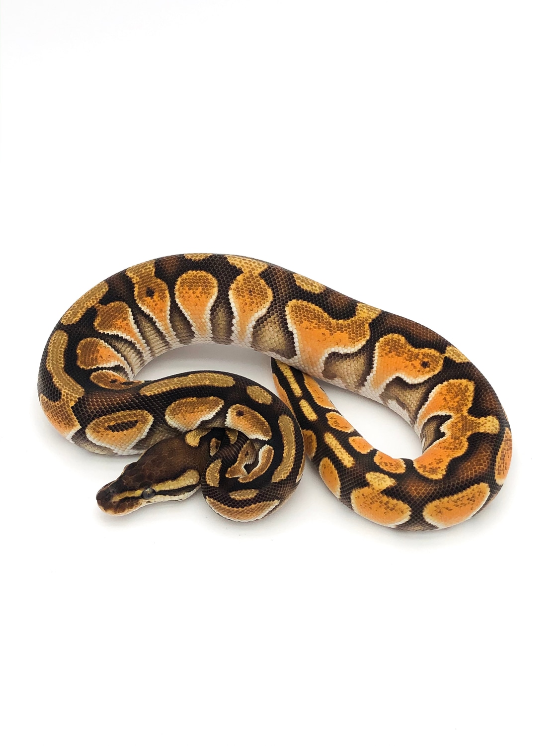 OD Cinnamon Enchi Het:Clown Ball Python by Mershon's Morphs LLC ...