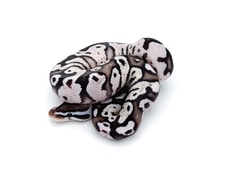 Axanthic Firefly Ball Python by Mershon's Morphs LLC - MorphMarket