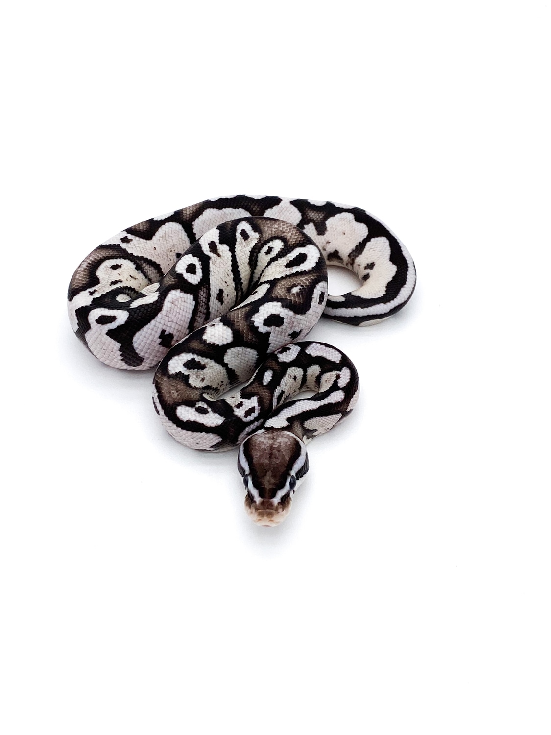 Axanthic Firefly Ball Python by Mershon's Morphs LLC - MorphMarket