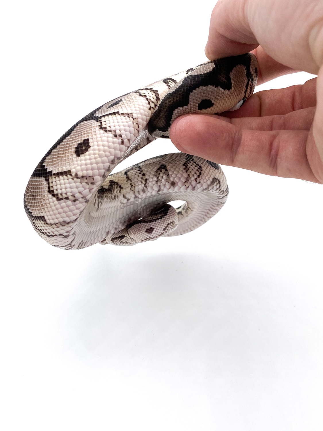 Axanthic Clown Ball Python by Mershon's Morphs LLC - MorphMarket