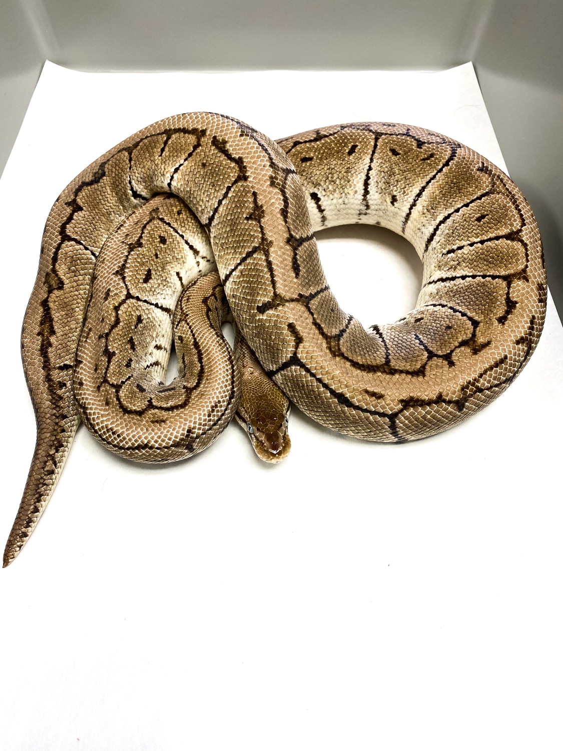 Axanthic Lemonblast Ball Python by Mershon's Morphs LLC - MorphMarket