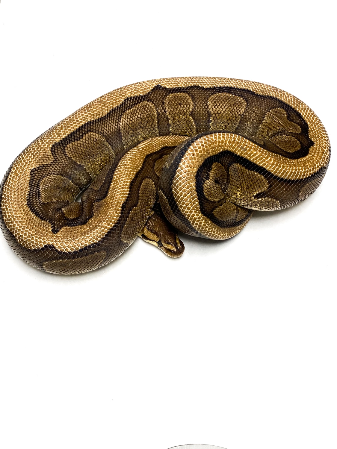 Super Redstripe Ball Python by Mershon's Morphs LLC - MorphMarket