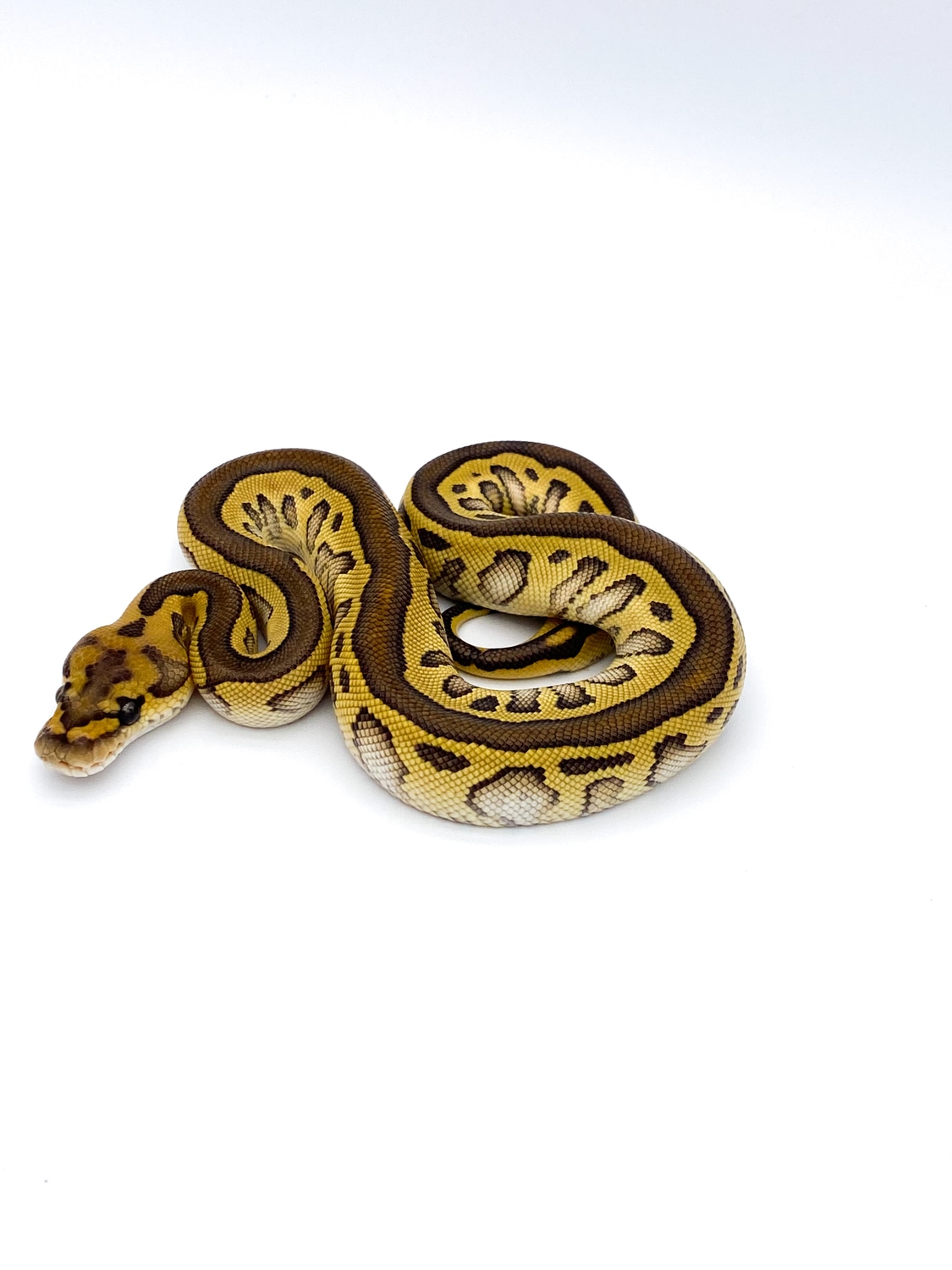 Lesser Leopard Clown Ball Python by Mershon's Morphs LLC - MorphMarket