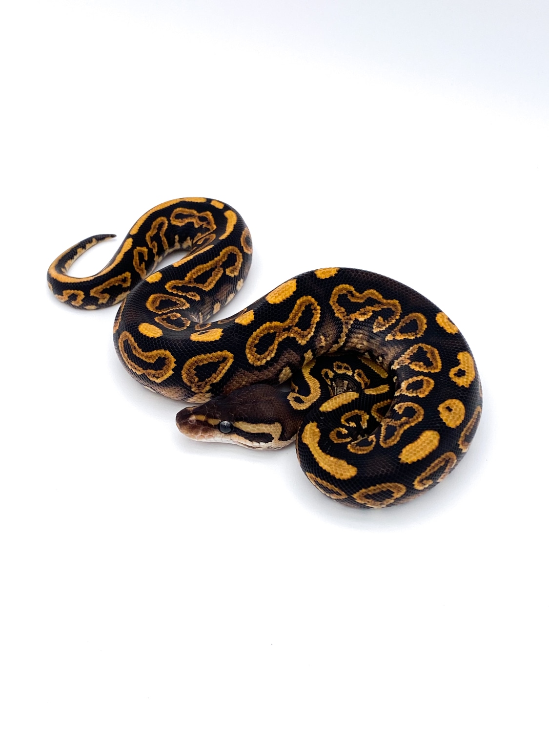 Black Pastel Yellow Belly Het:Clown Ball Python by Mershon's Morphs LLC - MorphMarket