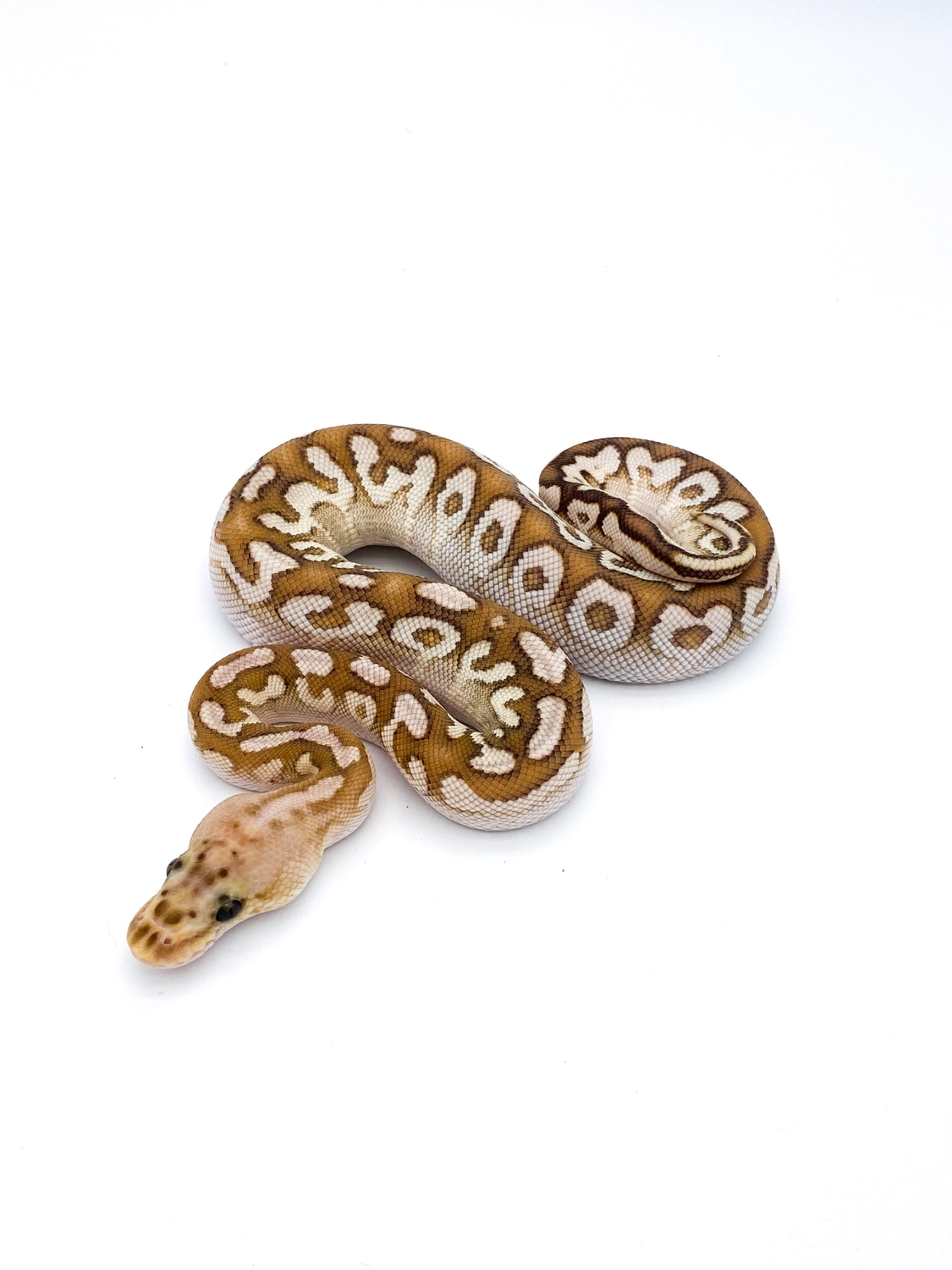 Cypress Lesser Spotnose Clown Ball Python by Mershon's Morphs LLC ...