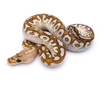 Cypress Lesser Spotnose Clown Ball Python by Mershon's Morphs LLC - MorphMarket