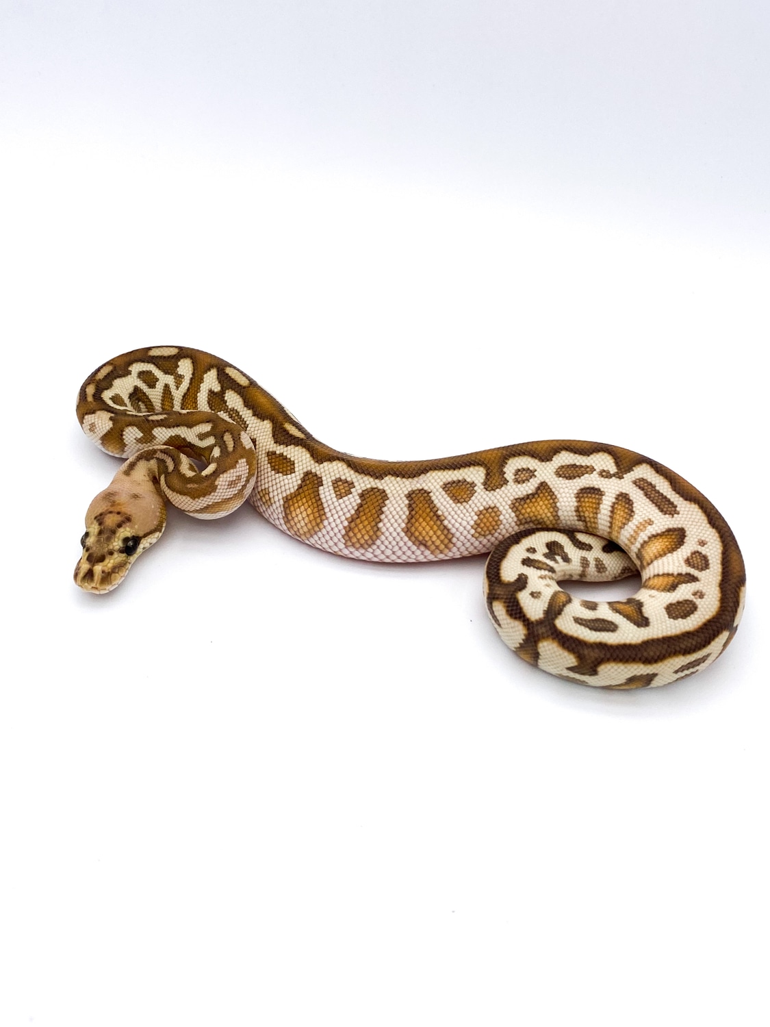 Cypress Lesser Batman Ball Python by Mershon's Morphs LLC - MorphMarket