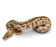 Cypress Lesser Batman Ball Python by Mershon's Morphs LLC - MorphMarket