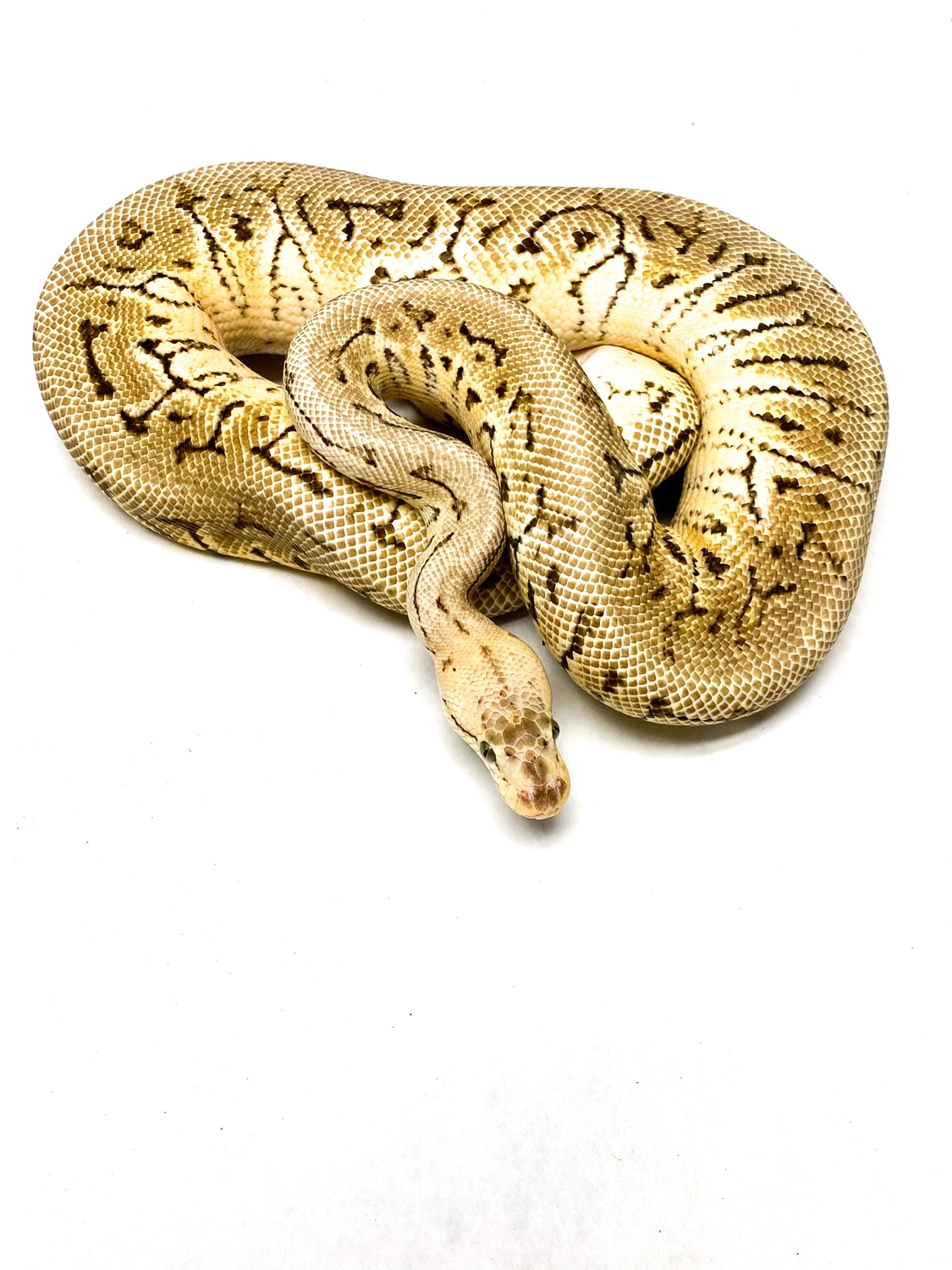 Crypton Lemonblast Yellowbelly Het Desert Ghost Ball Python by Mershon ...