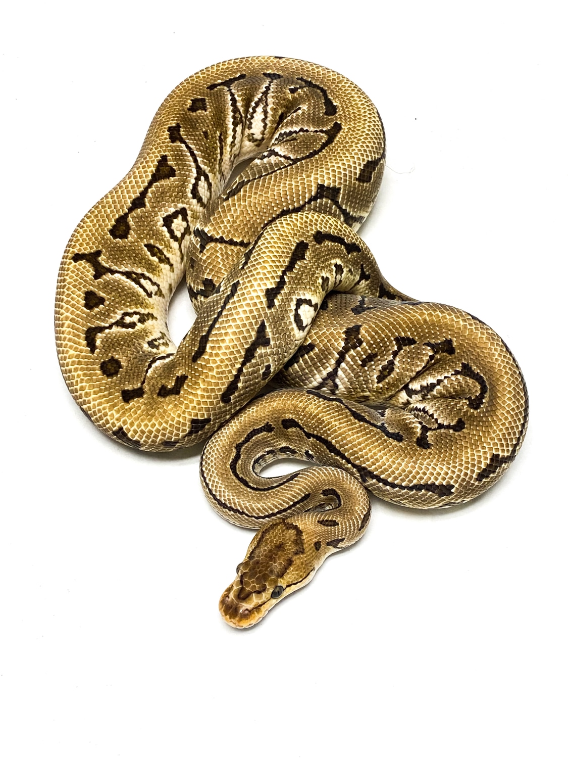 Crypton Pinstripe YB Het:Desert Ghost Ball Python by Mershon's Morphs ...