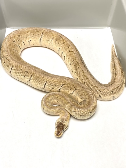 Superblast Axanthic Ball Python by Mershon's Morphs LLC