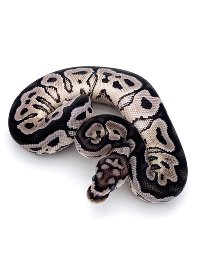 Axanthic Clown Ball Python by Mershon's Morphs LLC