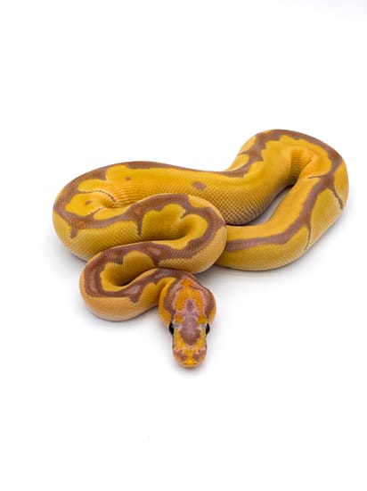 Orange Dream Banana Clown Ball Python by Mershon's Morphs LLC