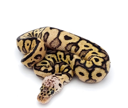 Cypress Lesser Batman Ball Python by Mershon's Morphs LLC - MorphMarket