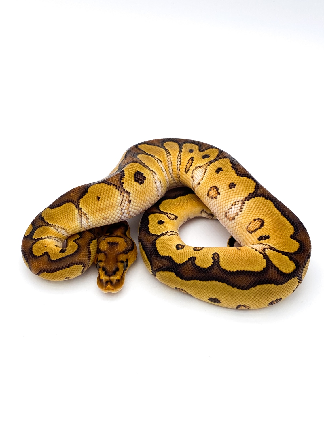 Special Clown Ball Python by Mershon's Morphs LLC - MorphMarket