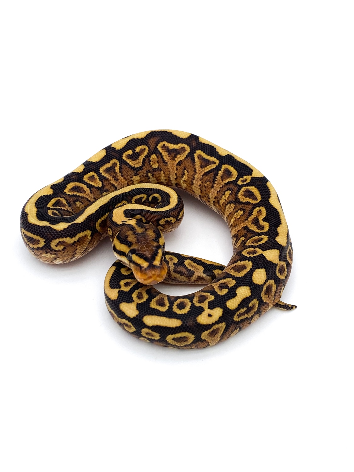 Red Stripe Spotnose Yellow Belly Honey Het Clown Ball Python by Mershon ...