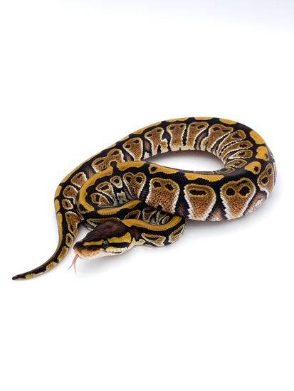 Special DH Desert Ghost/Cryptic Ball Python by Mershon's Morphs LLC