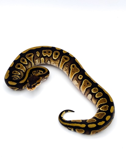 Wookie DH Lavender/Clown Ball Python by Mershon's Morphs LLC