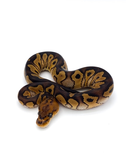 Wookie Yellow Belly Clown Ball Python by Mershon's Morphs LLC