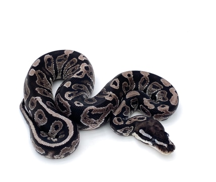 Cypress Lesser Batman Ball Python by Mershon's Morphs LLC - MorphMarket