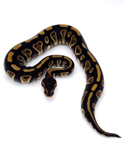 Wookie DH Lavender/Clown Ball Python by Mershon's Morphs LLC
