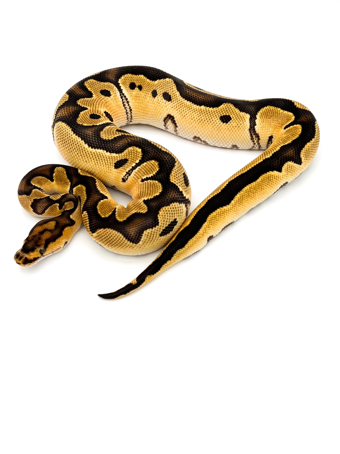 Orange Dream Clown Ball Python by Mershon's Morphs LLC - MorphMarket