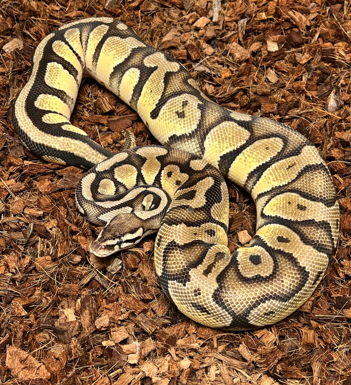 Pastel Orange Dream Specter Het Axanthic Ball Python by Mershon's ...