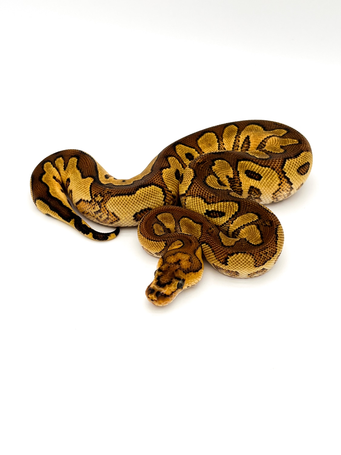 Red Stripe Gravel/Yellow Belly Clown Ball Python by Mershon's Morphs LLC - MorphMarket