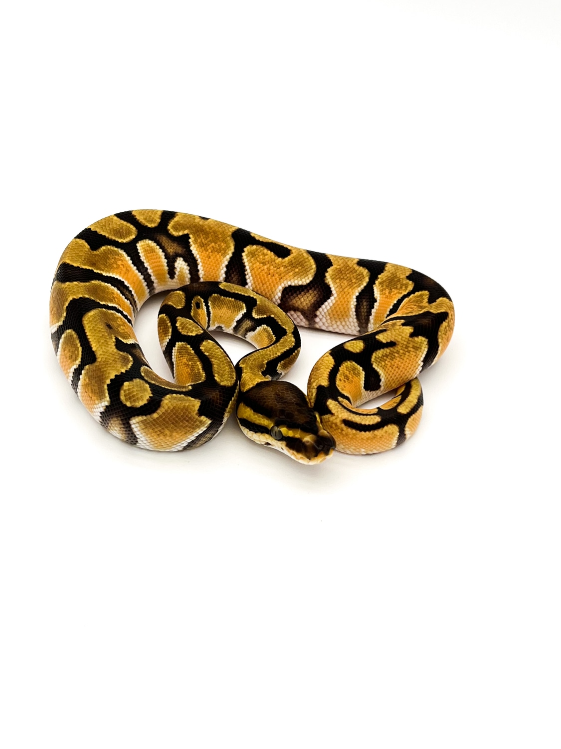 Orange Dream Enchi DH Axanthic/Clown Ball Python by Mershon's Morphs ...