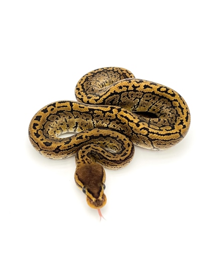 Super Shrapnel Pinstripe Ball Python by Mershon's Morphs LLC
