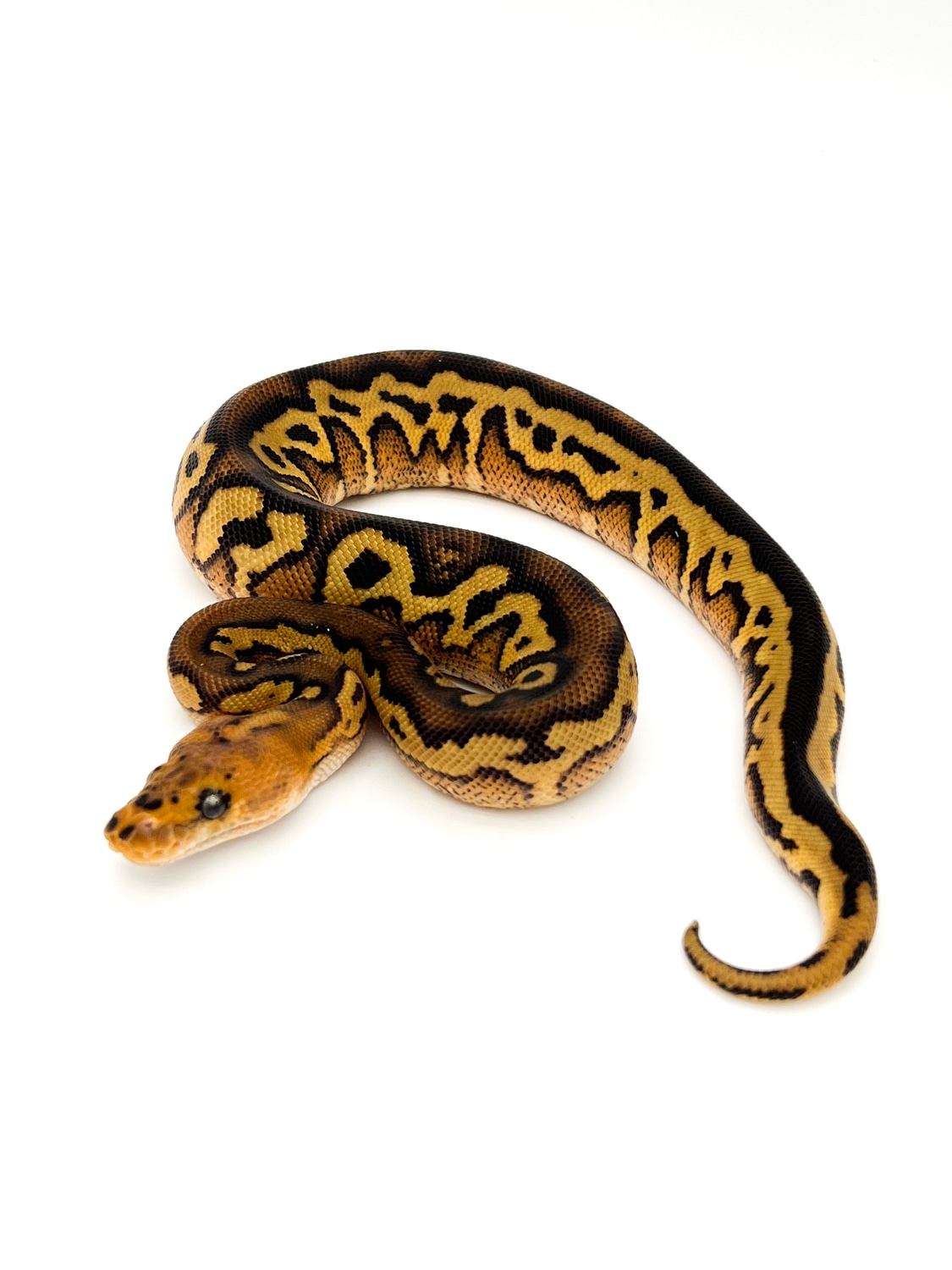 Wookie Spotnose Clown Ball Python by Mershon's Morphs LLC - MorphMarket