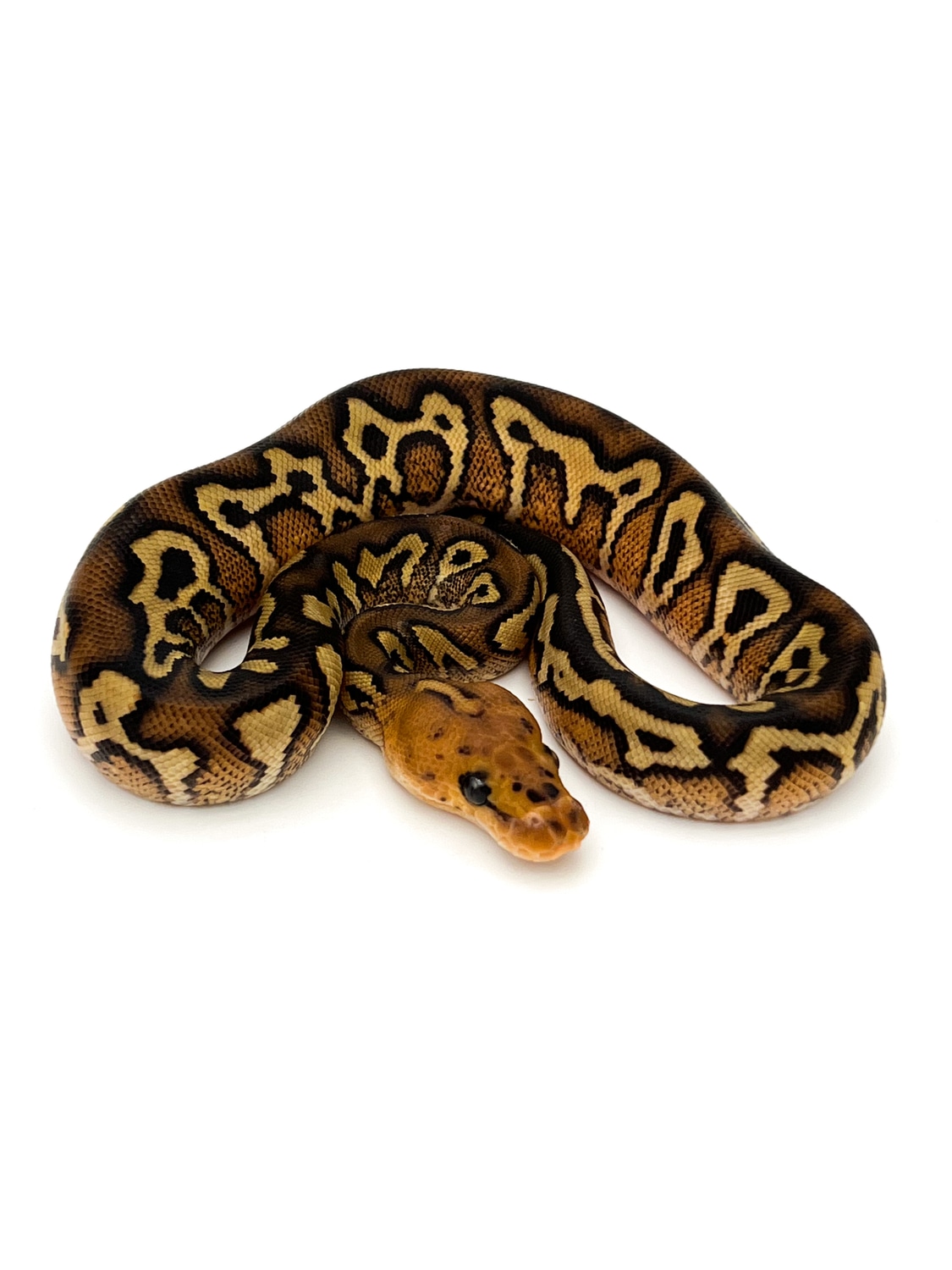 Wookie Spotnose Clown Ball Python by Mershon's Morphs LLC - MorphMarket