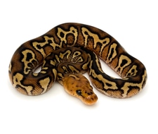 Wookie Spotnose Clown Ball Python by Mershon's Morphs LLC - MorphMarket