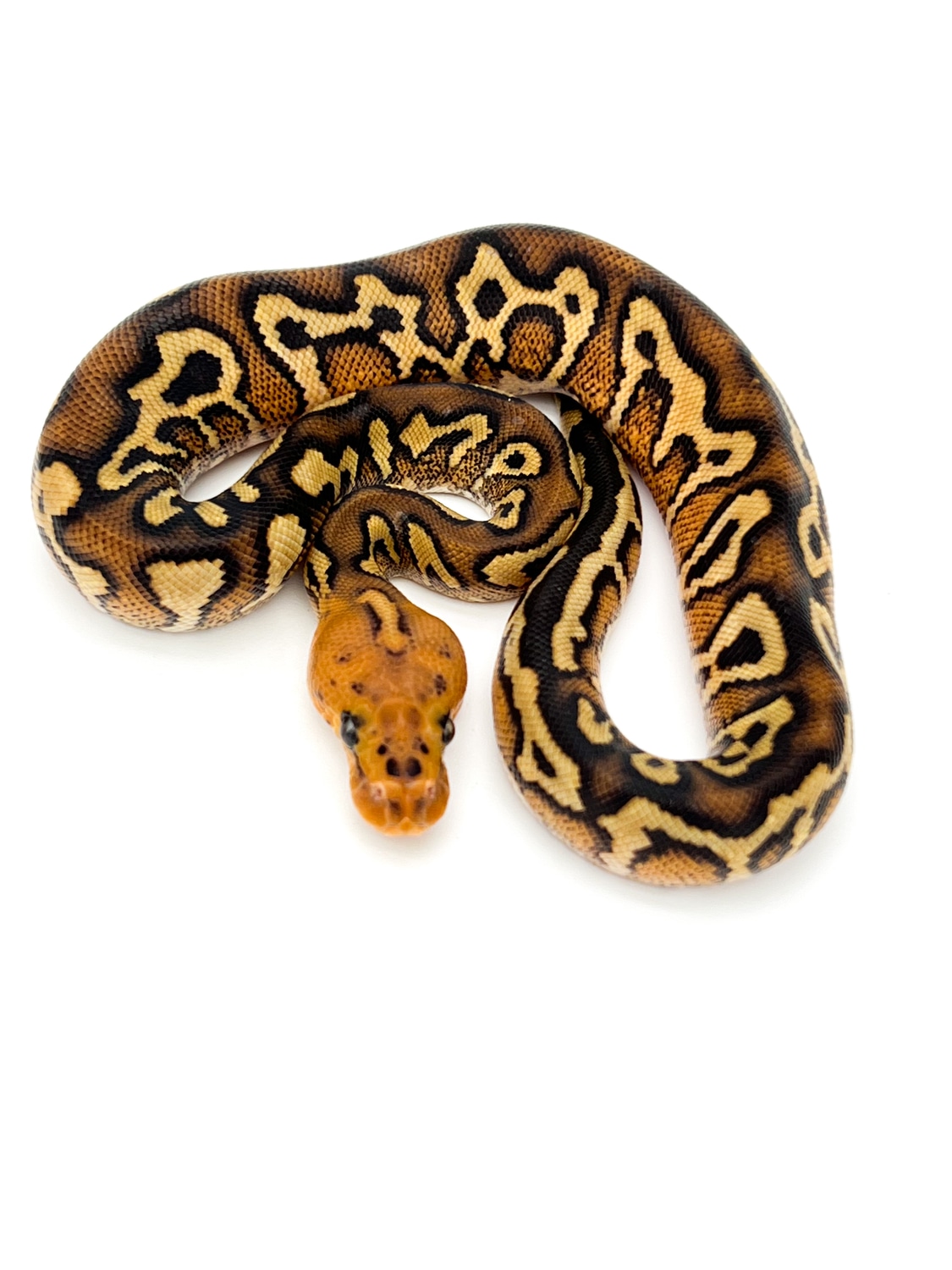 Wookie Spotnose Clown Ball Python by Mershon's Morphs LLC - MorphMarket