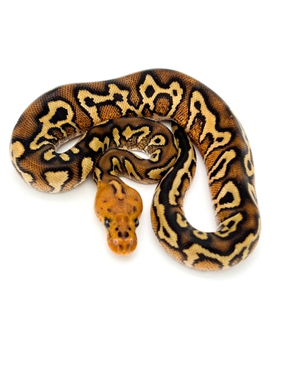 Wookie Spotnose Clown Ball Python by Mershon's Morphs LLC