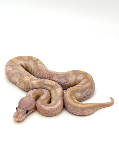 Super Banana Specter Het Pied Ball Python by Mershon's Morphs LLC