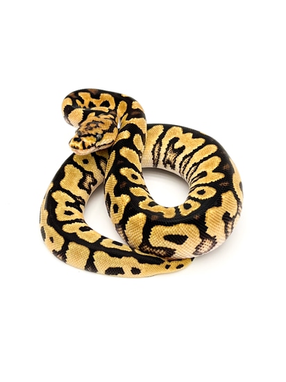 Spotnose Clown 66 Het Axanthic Ball Python by Mershon's Morphs LLC