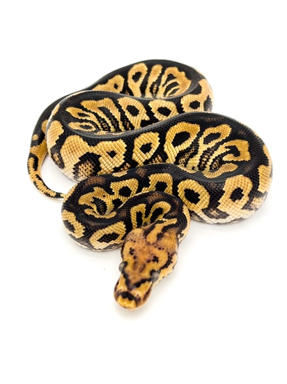 Spotnose Clown 66 Het Axanthic Ball Python by Mershon's Morphs LLC