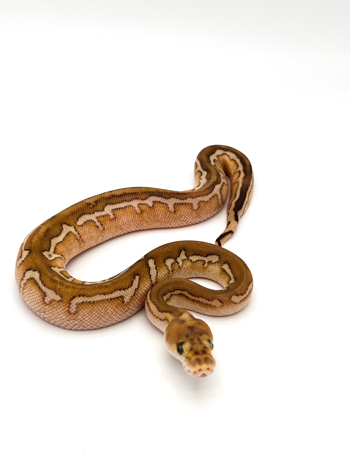 Wookie Spotnose Lesser Clown Ball Python by Mershon's Morphs LLC ...